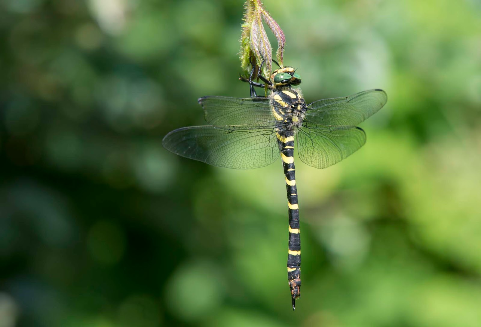 Bob's Butterfly and Bird Blog: Bulgarian Insects.