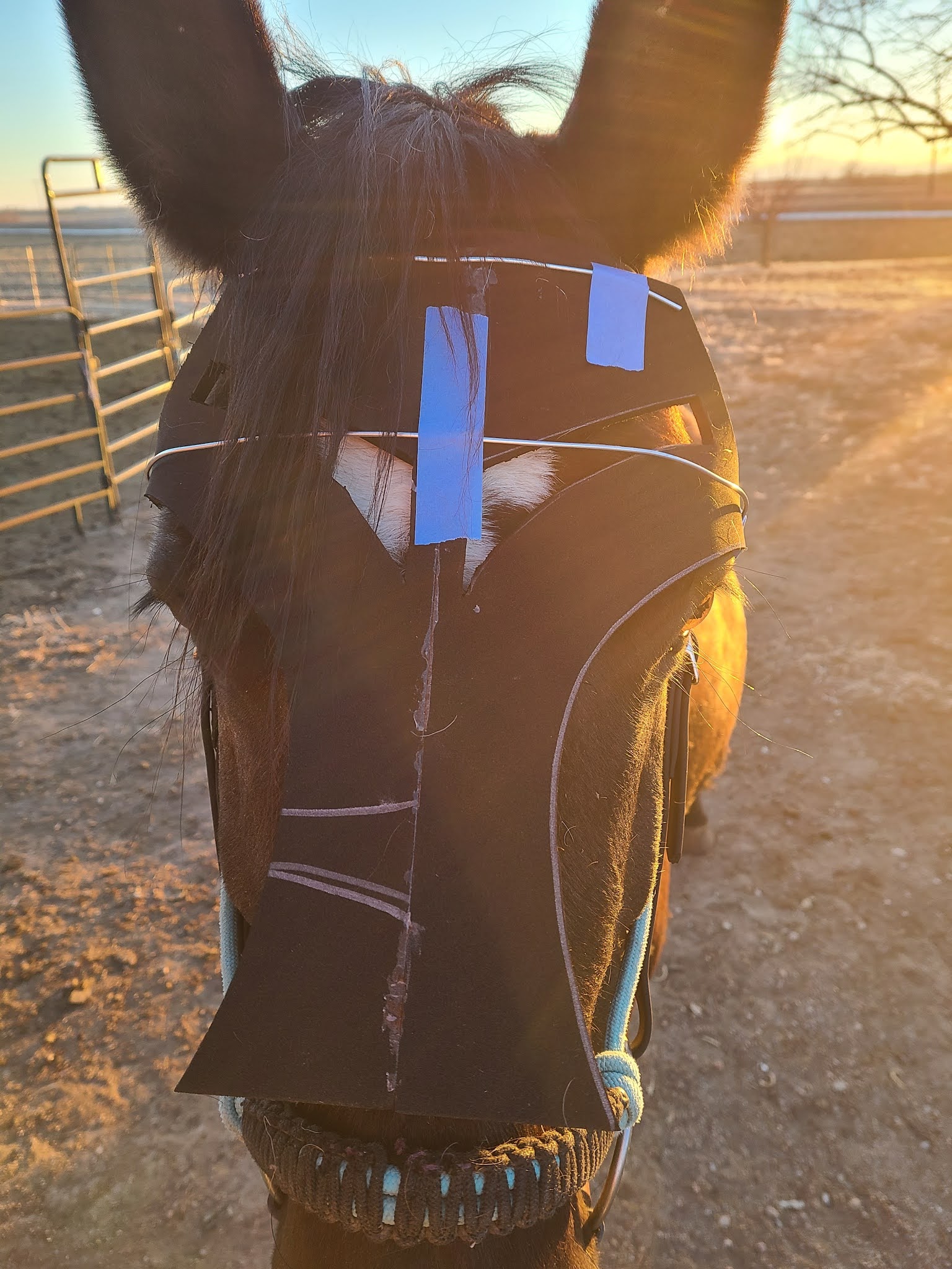 Wilsons' Wild Ones: Chanfron completion