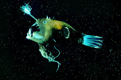 all about unique facts: Amazing Anglerfish - Anglerfish Facts, Photos ...
