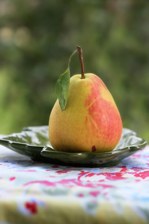 Meadowbrook Farm: flemish beauty pear