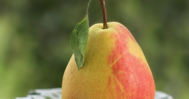 Meadowbrook Farm: flemish beauty pear