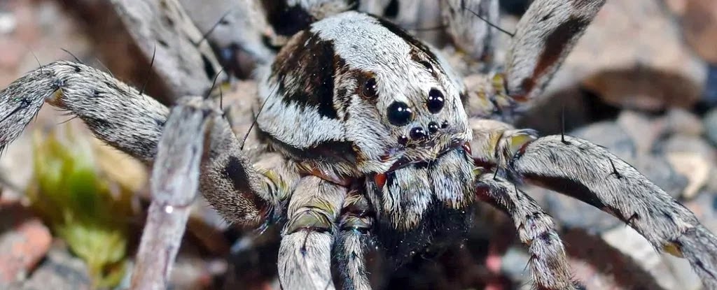 'Gorgeous' Spider Presumed Extinct Found Alive And Kicking at UK ...