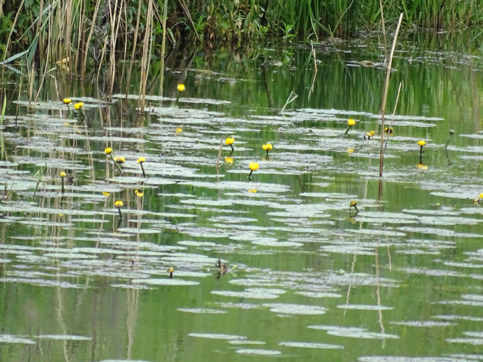 oog voor de natuur: Gele plomp (Nuphar lutea) in De Donge.
