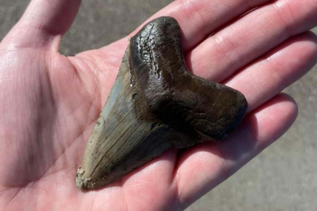 The birth of Modern Man: Archaeology: Massive tooth found on South ...