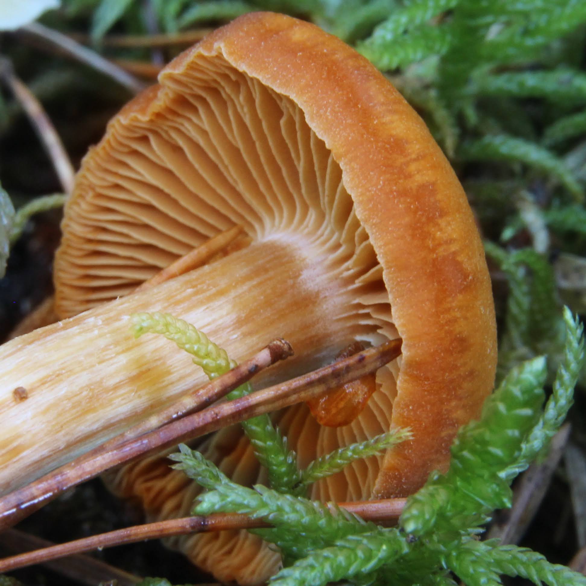 Guía de Setas y Hongos de Navarra.: Cortinarius renidens Fr.