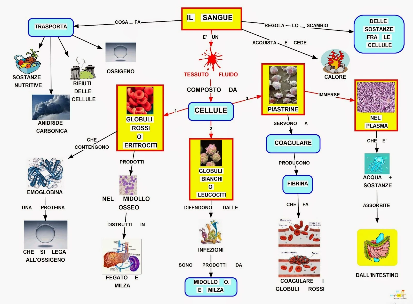 Mappa concettuale: Il Sangue • Scuolissima.com