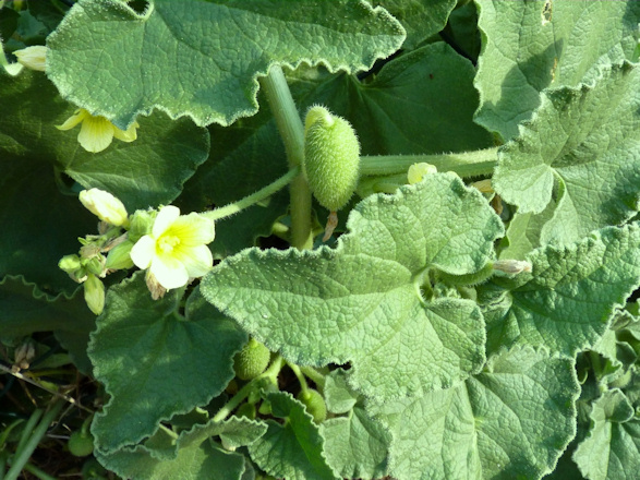 Plantas de Huerta Otea, Salamanca: Cohombrillo amargo, pepinillo del ...