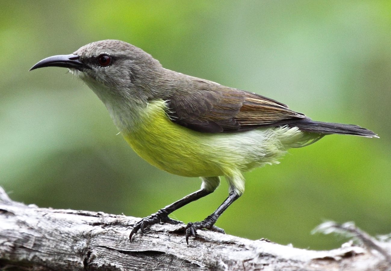 Aves: noviembre 2012