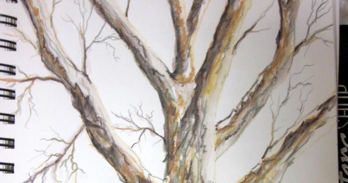 Owings Art Studio: Drawing of a Maple Tree