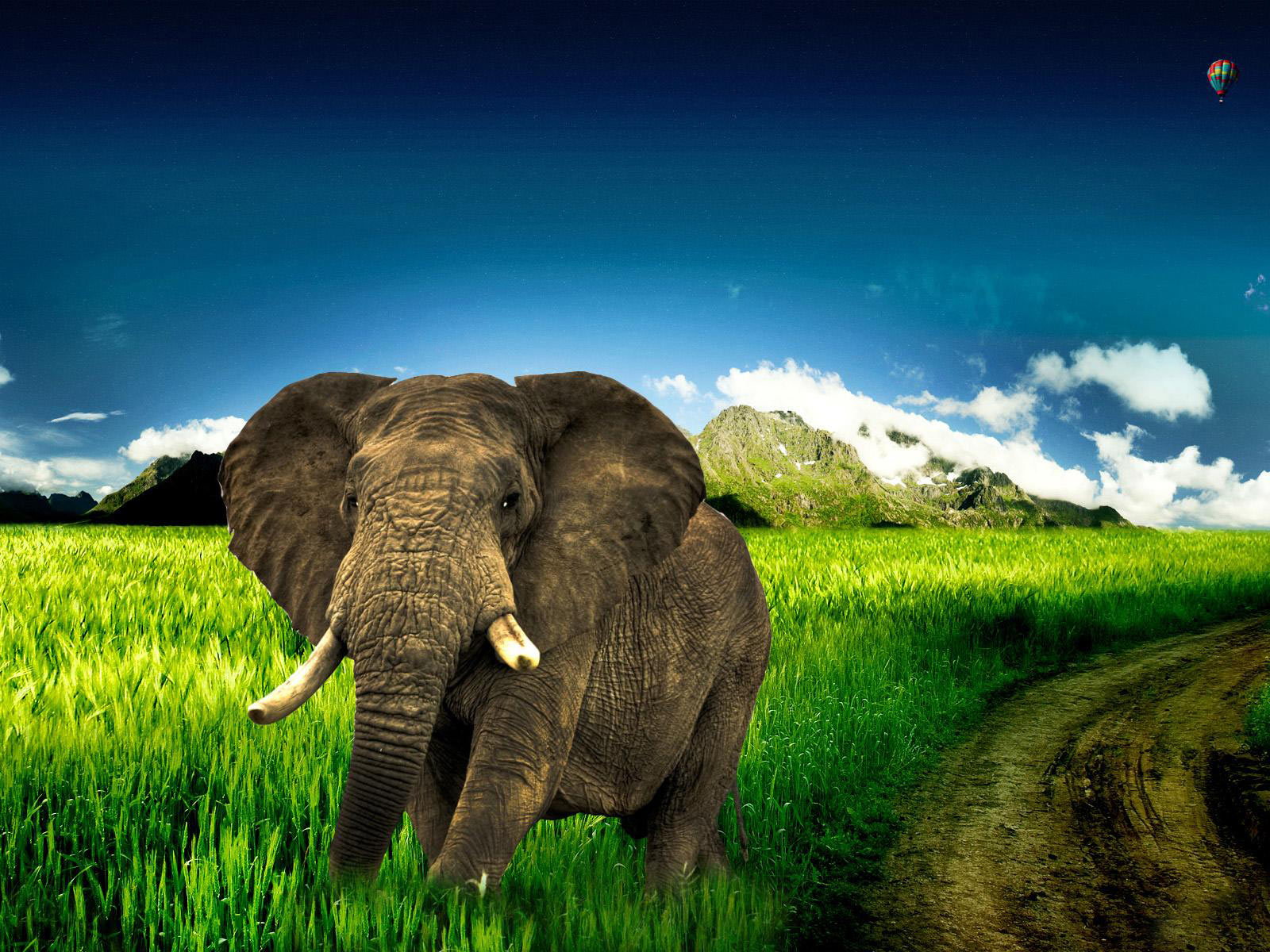 Elephant - HD Wallpapers | Earth Blog