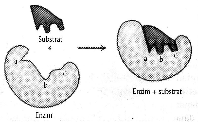Metabolisme - Generasi Biologi