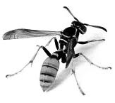 Danças e ritmos do Brasil: Marimbondo