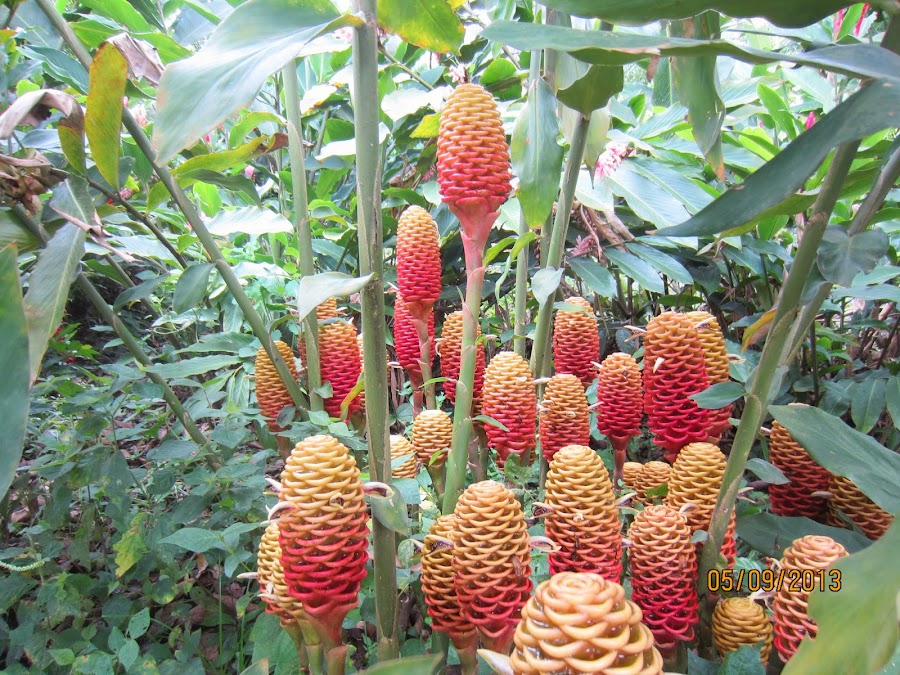 Semillas de Zingiber spectabile o micrófono, flor de maraca, jengibre ...