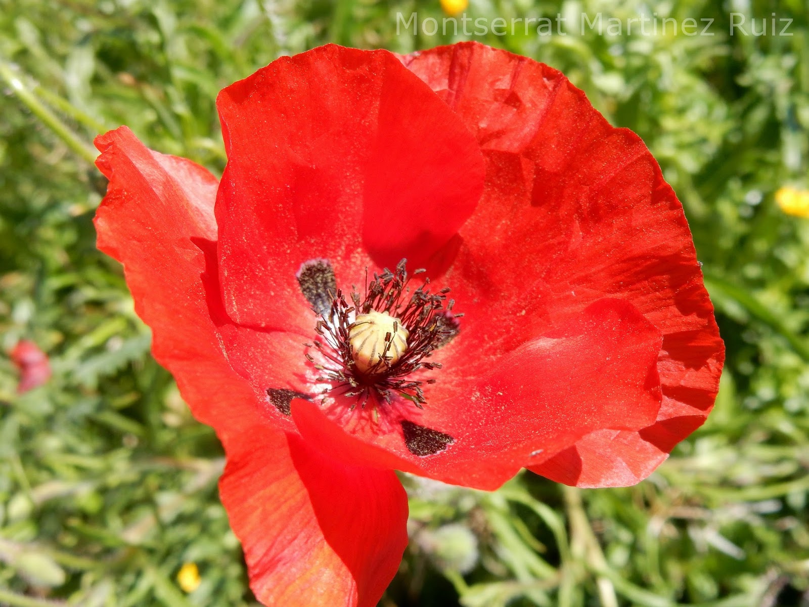 PAPAVER sp - BOTÀNIC SERRAT