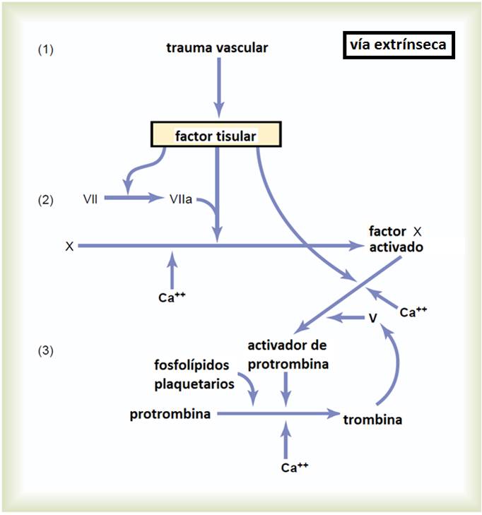 FISIOLOGÍA GENERAL: COAGULACIÓN