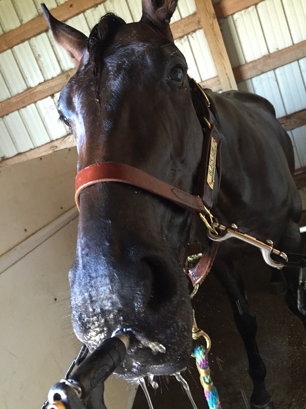 ThoroughBred Sport Horse: Black Lab