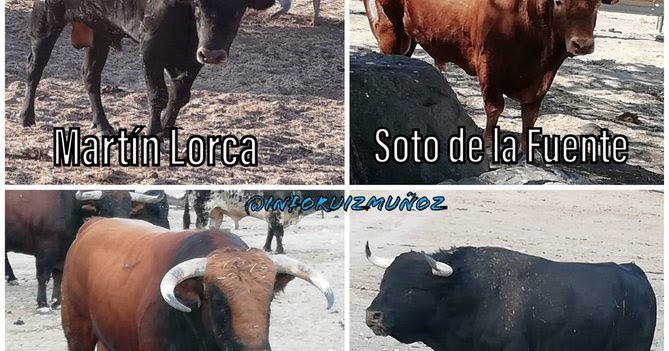 TOROS EN SEVILLA: ESTOS SON LOS NOVILLOS QUE SE LIDIARÁN EN GUILLENA EL ...