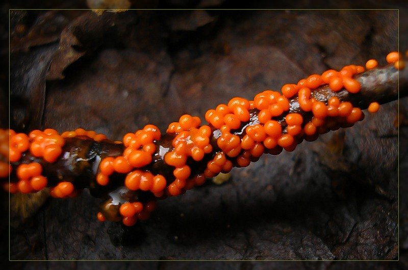 Terra Forming Terra: Slime Mold Evolution