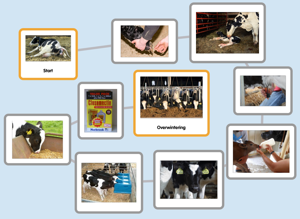 Magh Ag Sci: Dairy Calf Management - Picture Trail