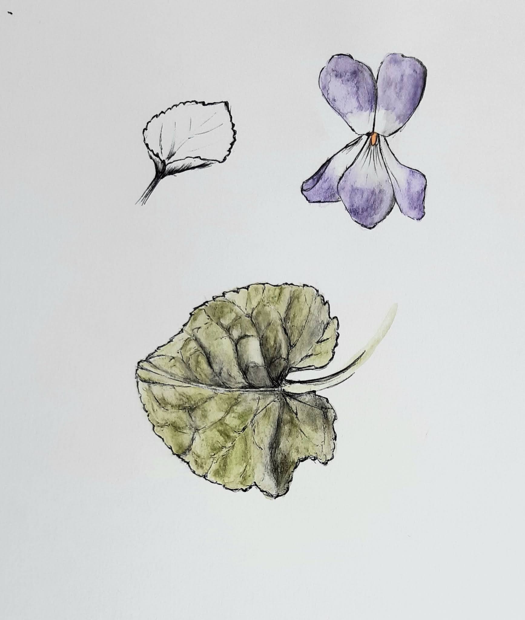 Viola flower and leaf