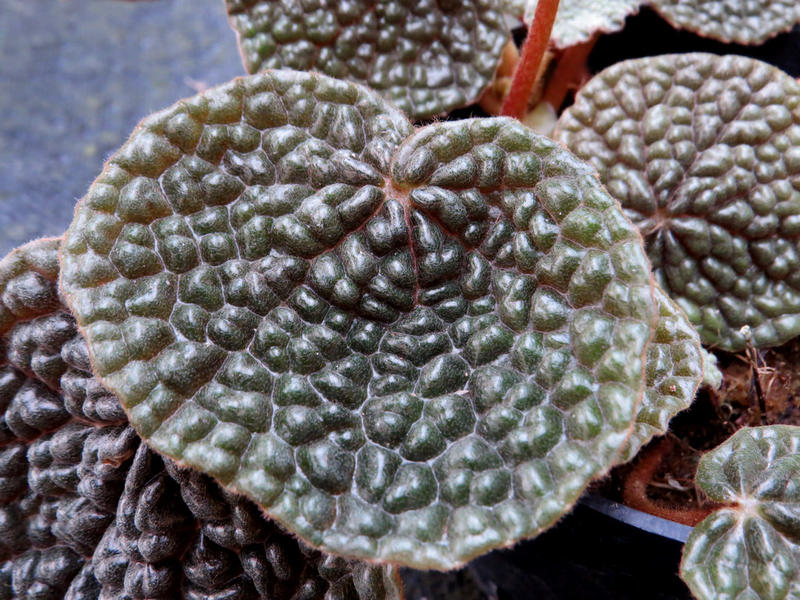 Всё о бегониях и не только...: Пузырчатый лист / Буллатный лист ...