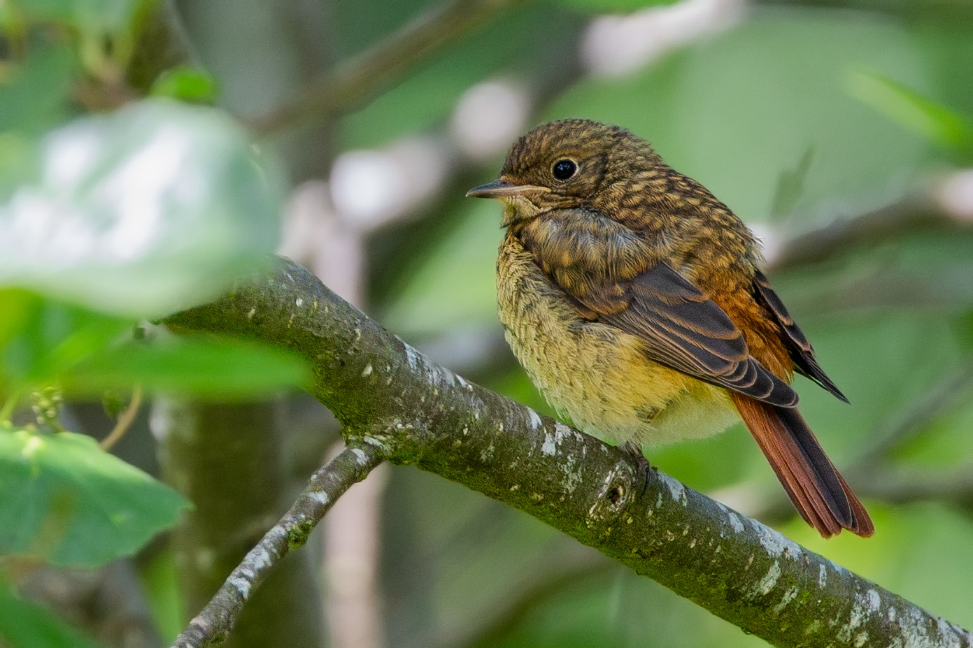 Darley Dale Wildlife: Redstart juvenile at Rowsley
