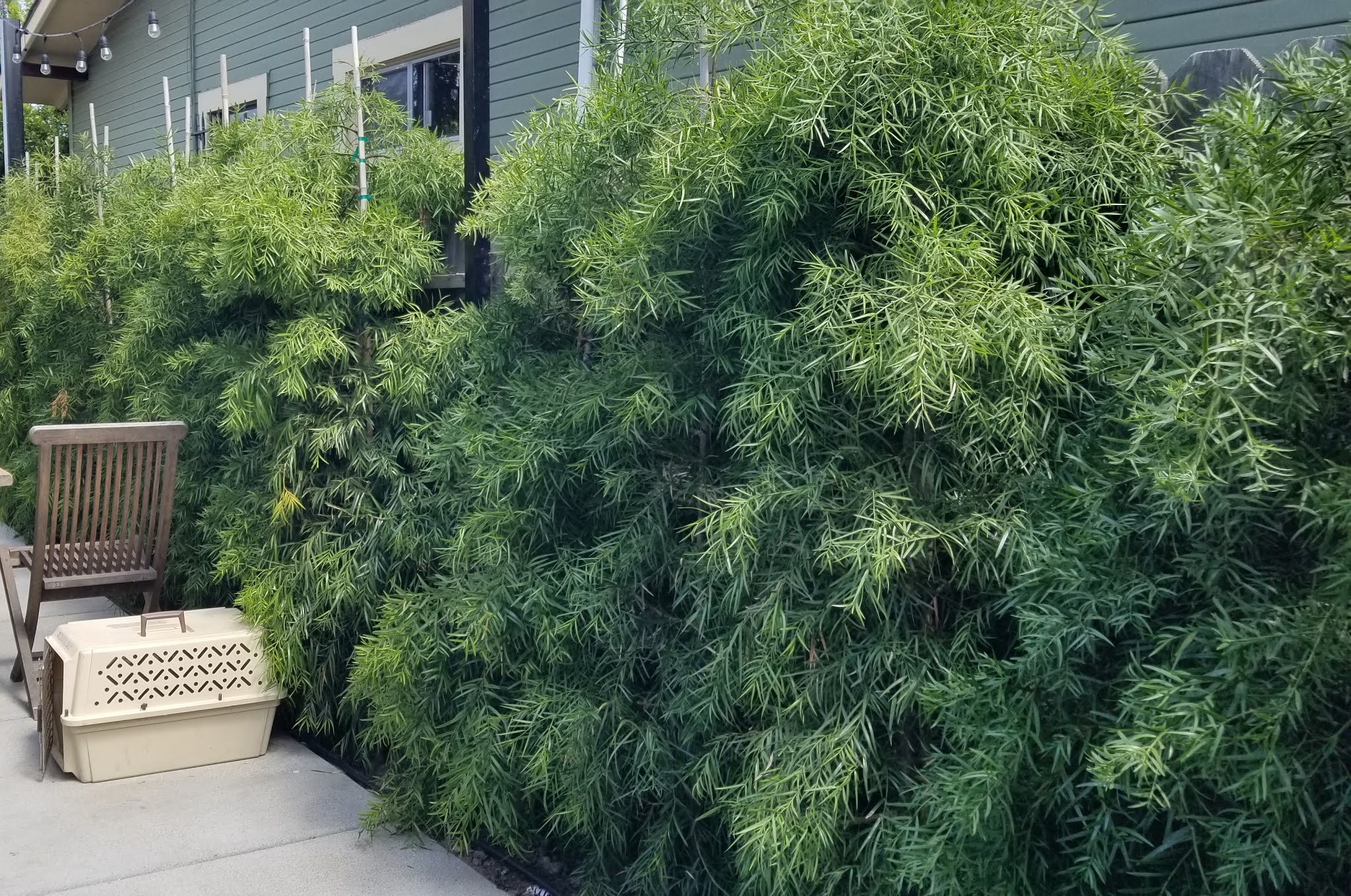 The 2 Minute Gardener: Photo - Columnar Podocarpus