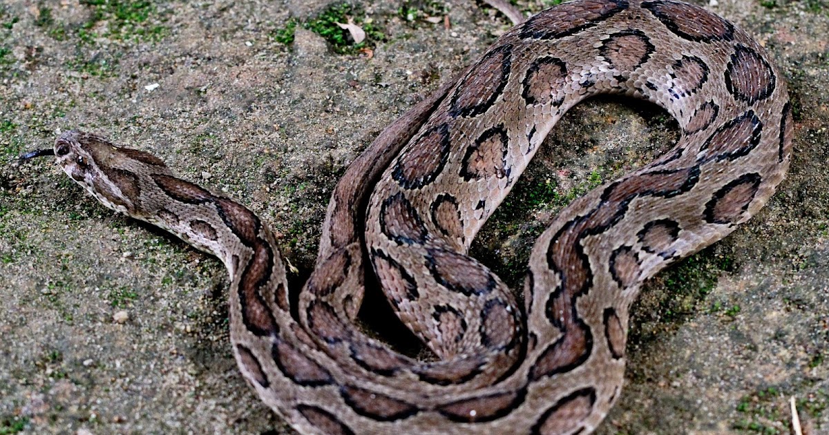 Russell's Viper/තිත් පොළඟා (Daboia russelii-Shaw & Nodder, 1797)