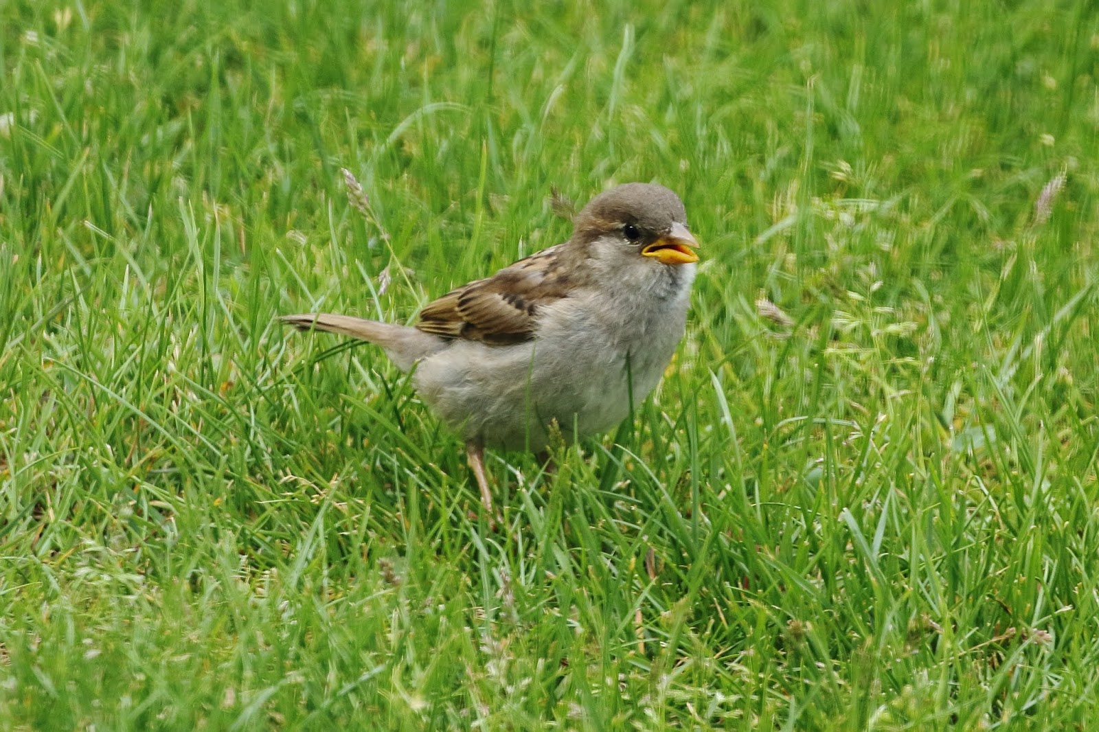Abington Naturewatch: Young, recently fledged birds around the village