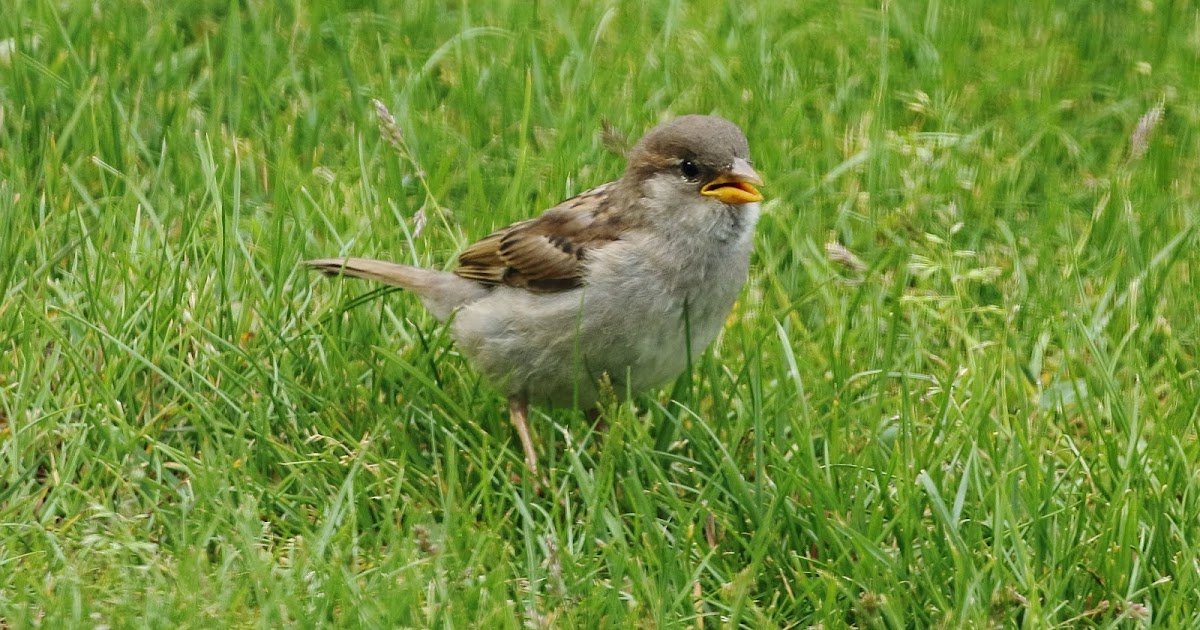 Abington Naturewatch: Young, recently fledged birds around the village