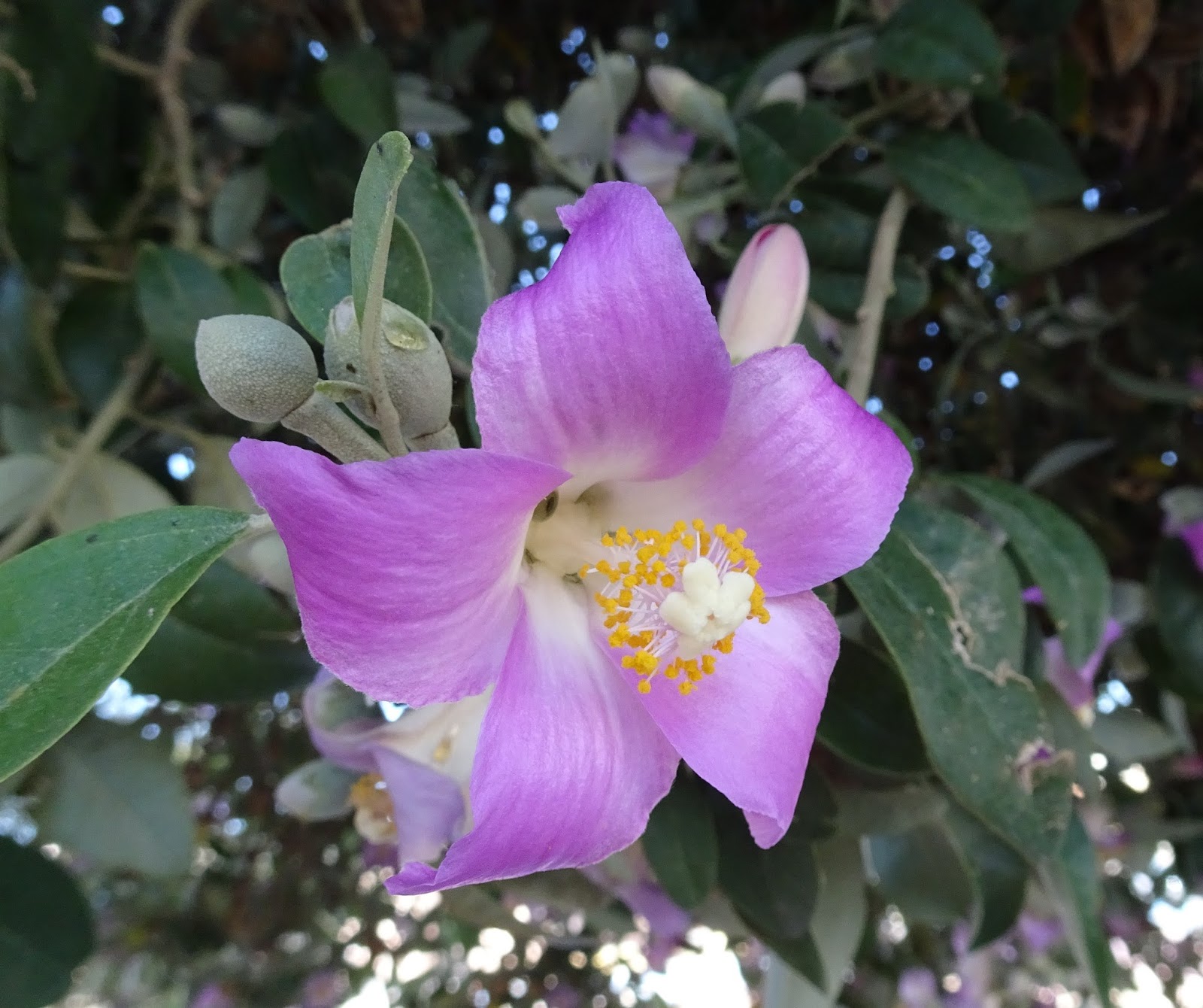 HERBARIO VIRTUAL DE BANYERES DE MARIOLA Y ALICANTE: Lagunaria ...