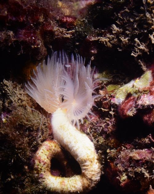 Biodiversidad Costa Granadina y ... (Fauna): Penacho (Protula intestinum)