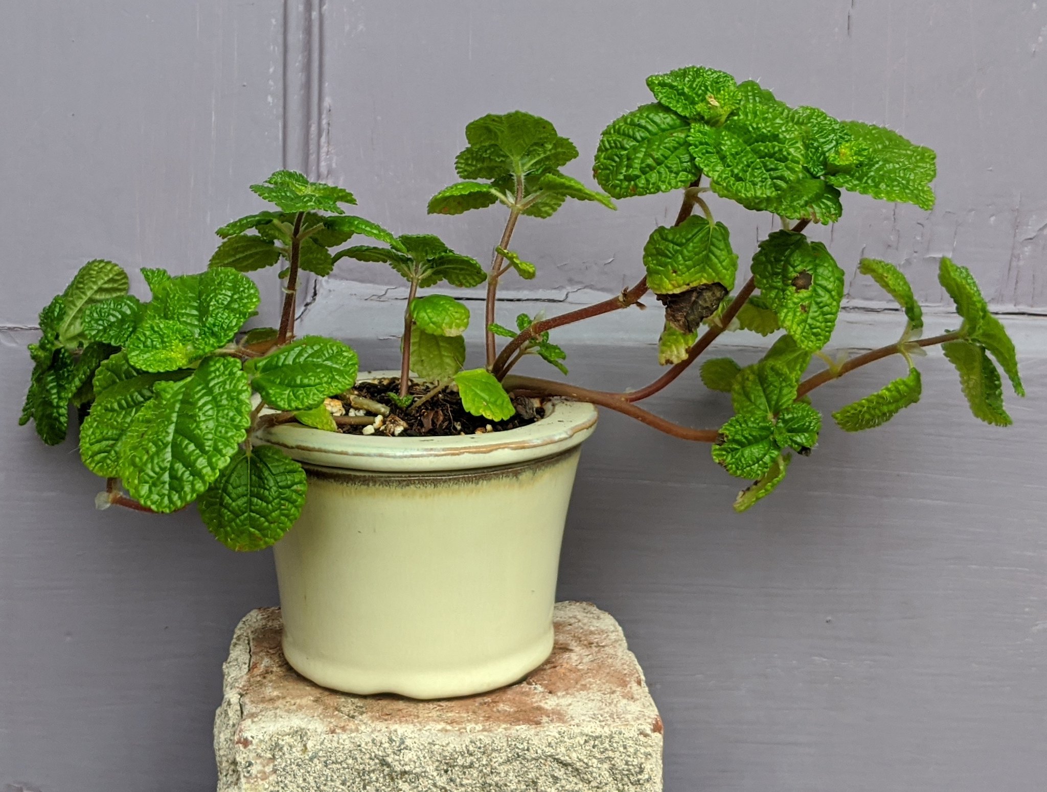 Pilea nummulariifolia - Creeping charlie care and culture | Travaldo's blog