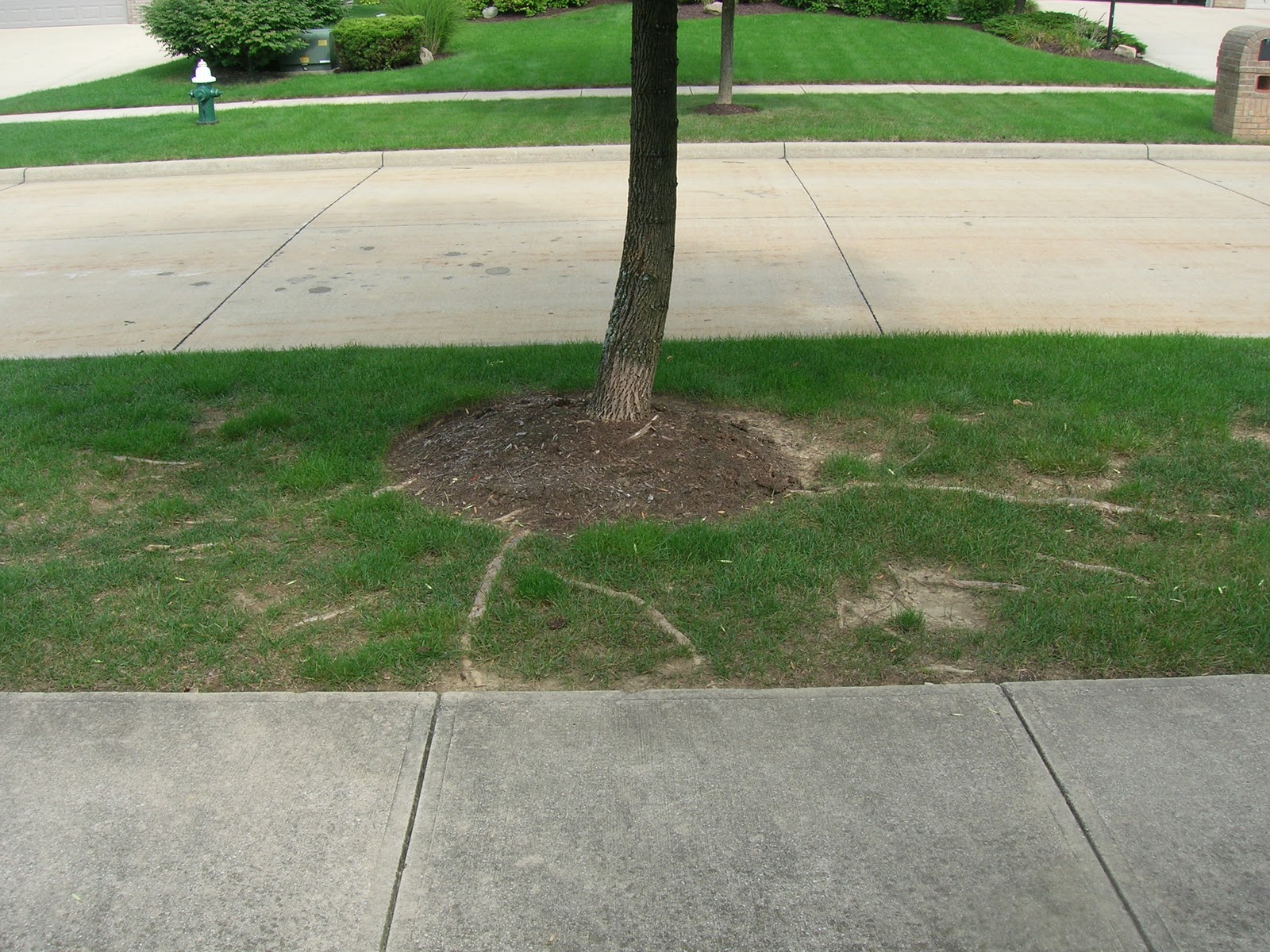 Maple Tree Surface Roots