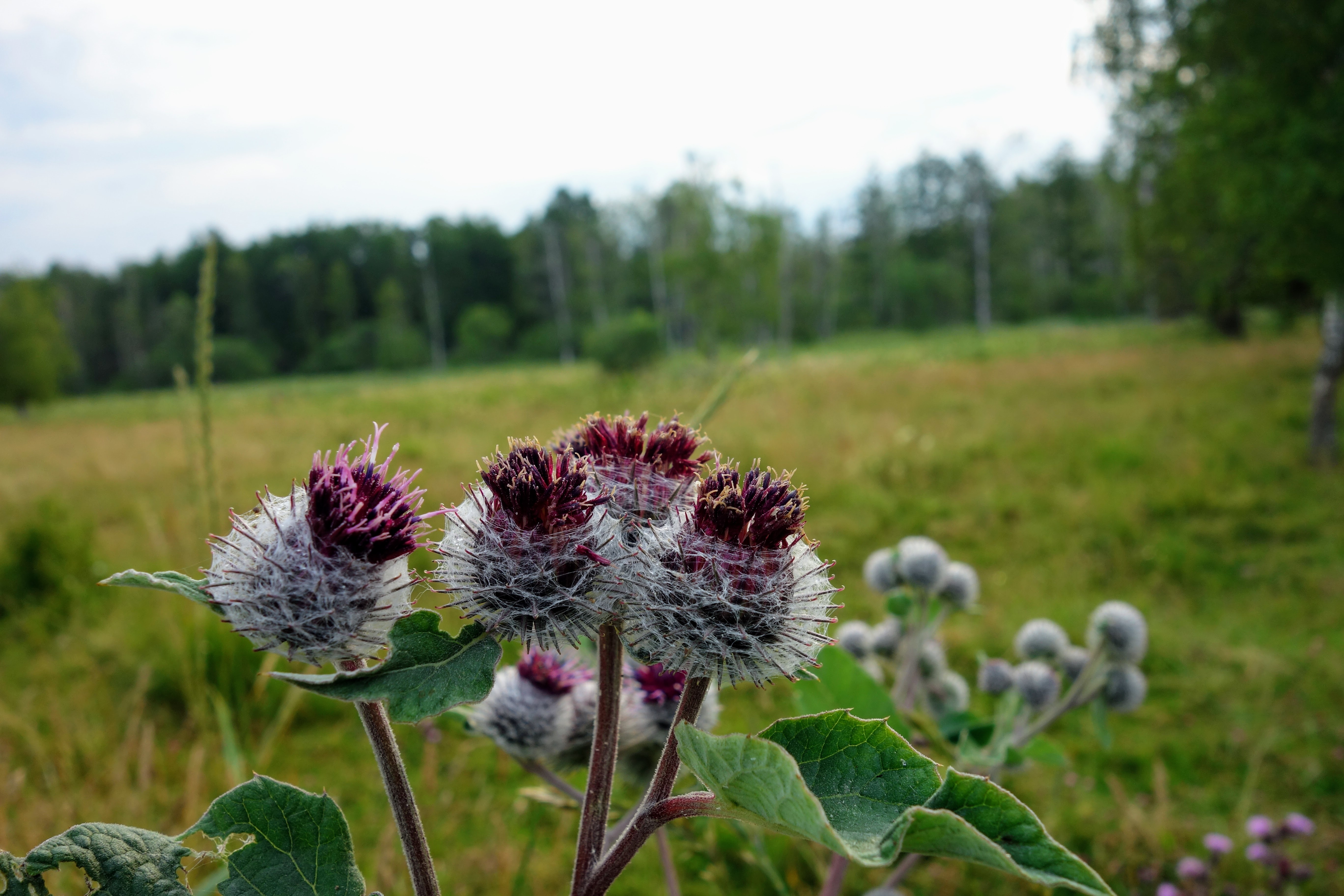 HokuoWatch 北欧Watch: Flowers in July in Sweden スウェーデンの7月の野花