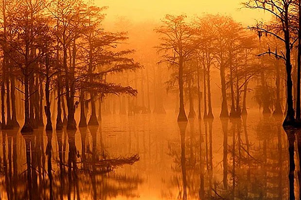 George L. Smith State Park, Georgia (with Map & Photos)