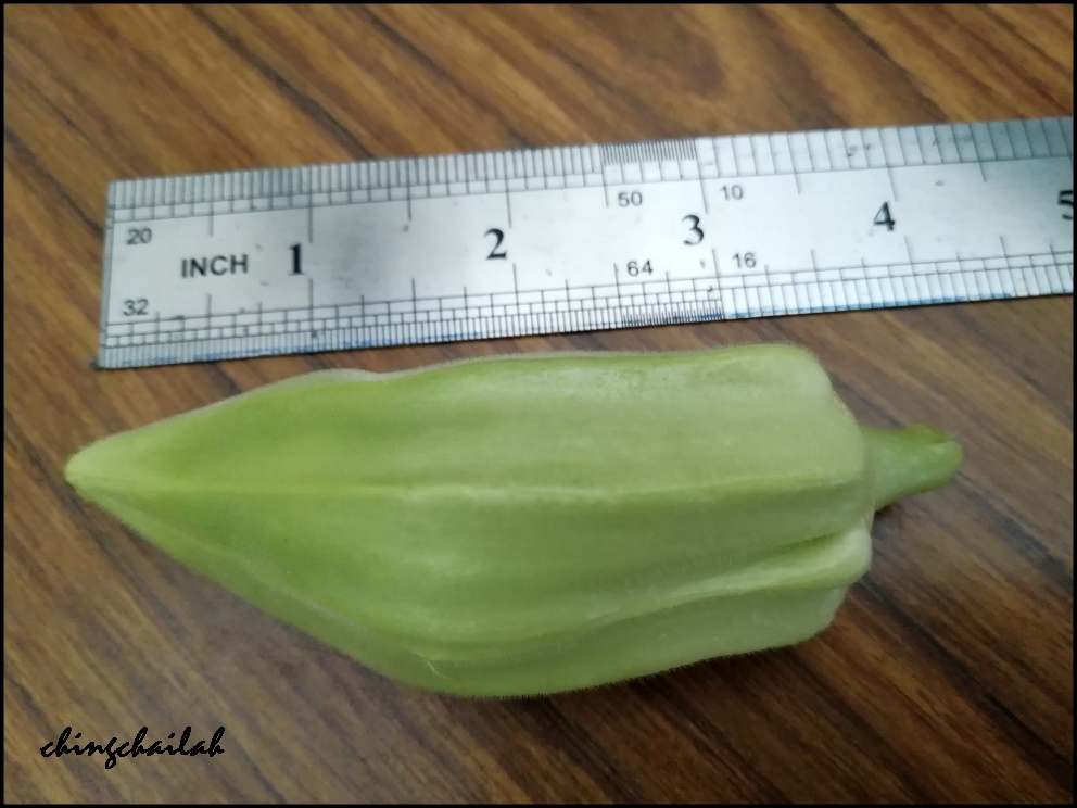 Simple Living In Nancy: Fat Stubby Okra (Lady's Finger) - Harvesting ...