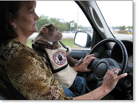 The Monkey Buddha: The Pros & Cons of Helper Monkeys