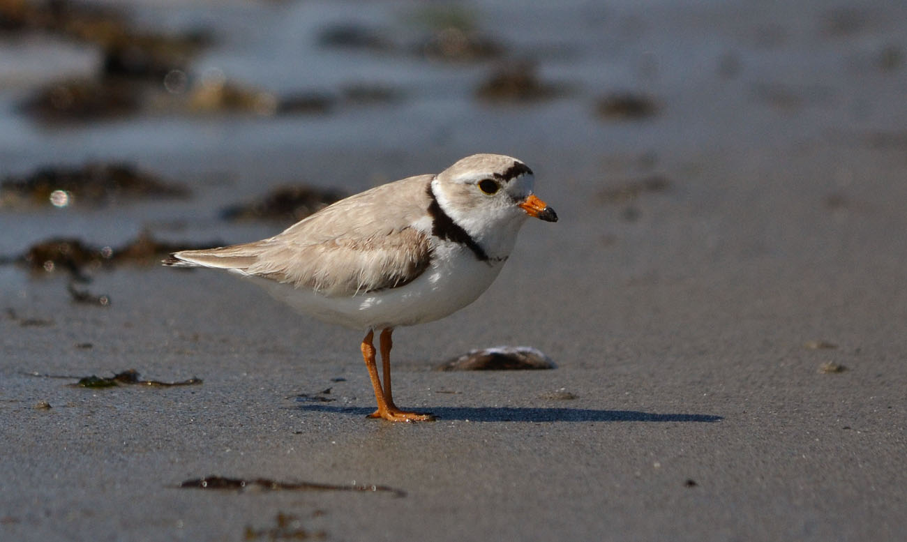 Woods Walks and Wildlife: Piping Plover Up Close