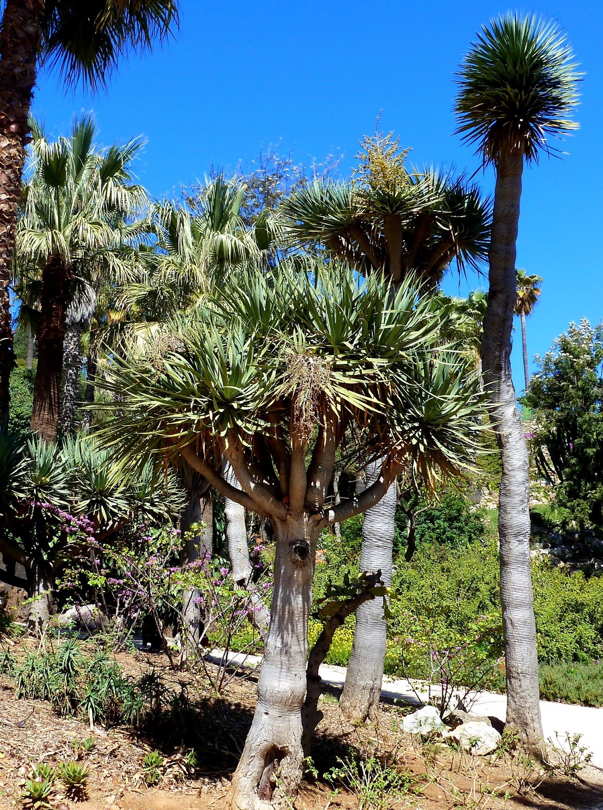 Árboles con alma: Drago de Canarias. (Dracaena draco)