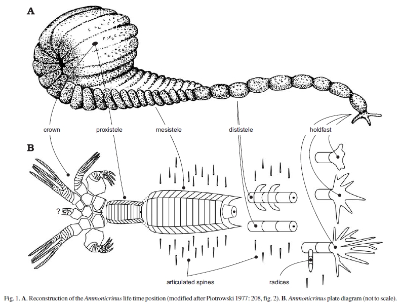 Equatorial Minnesota: Ammonicrinus