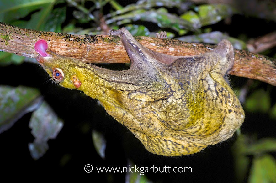 SUNDA COLUGO photos - wallpapers | the fun bank