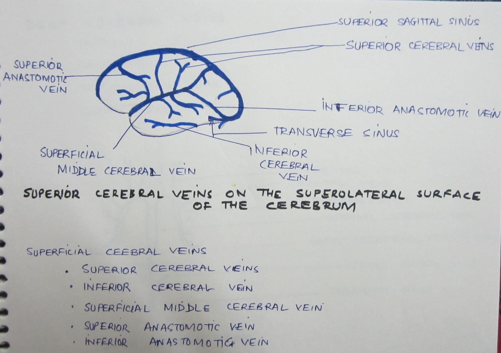 Brain & Mind - A to Z: Basic Neuroanatomy for the Beginner ( Brain ...