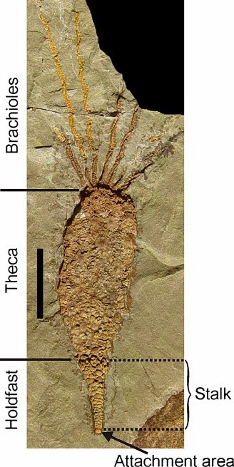 The Dragon's Tales: Crypto-helical Body Plan in Cambrian Paleozoic ...