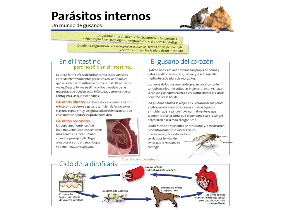 VETERINARIA EL GOSSET: Los parasitos
