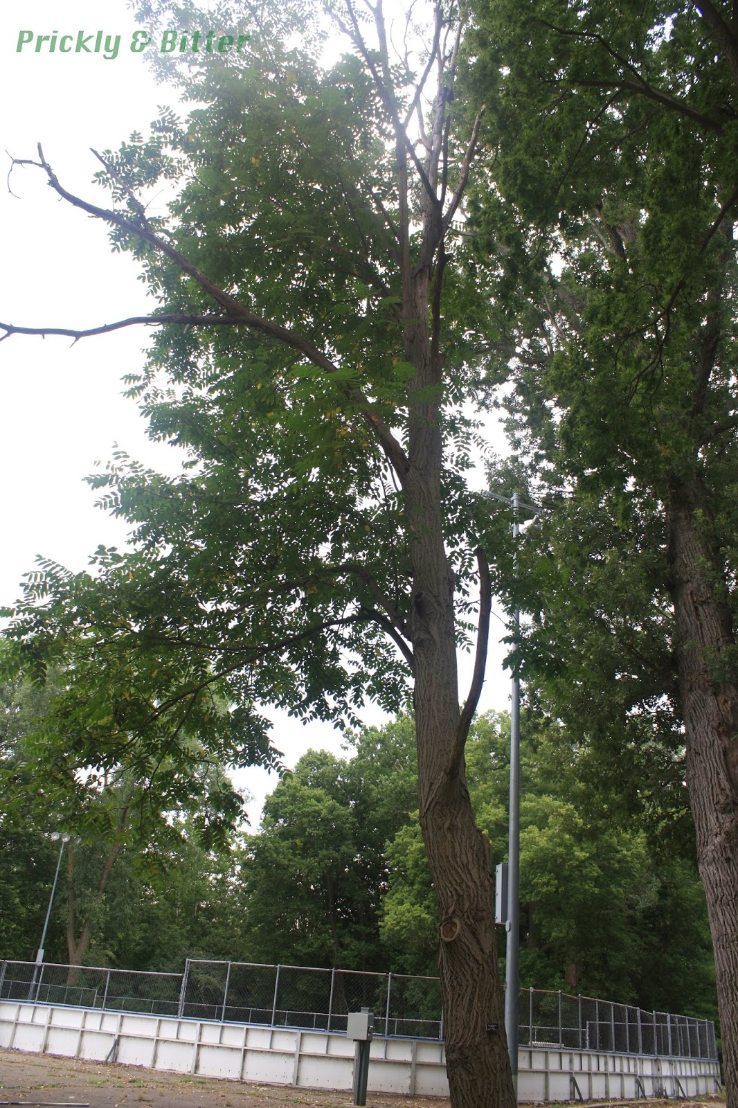 Prickly and Bitter: The unfortunate case of the butternut tree