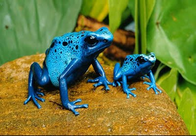 UniqueThings: Unique Things - The Most Unique Frog in The World
