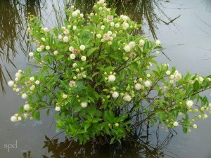 BeautifulNativePlants: Bountiful Buttonbush