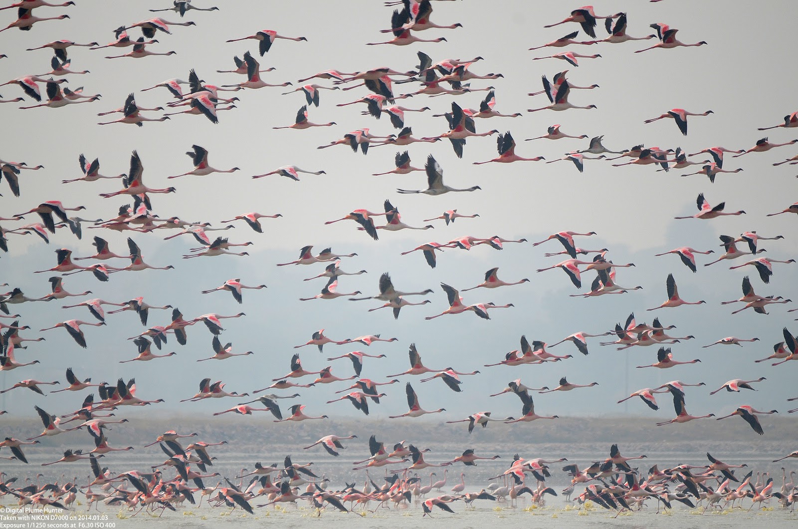 Hunting Digital Plumes in the US and Beyond: Birding the Extrordinary ...