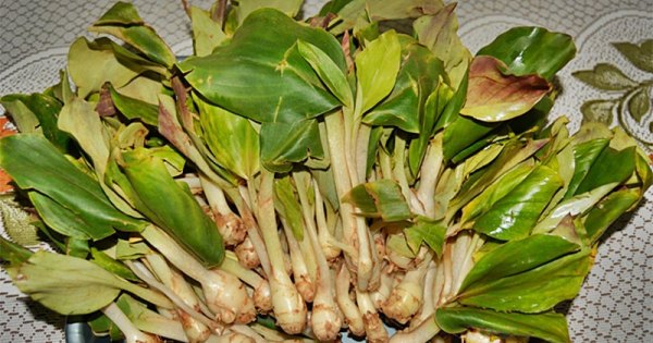 6 Manfaat Kencur Yang Bisa Menyaingi Efek Obat Obatan Modern Blog
